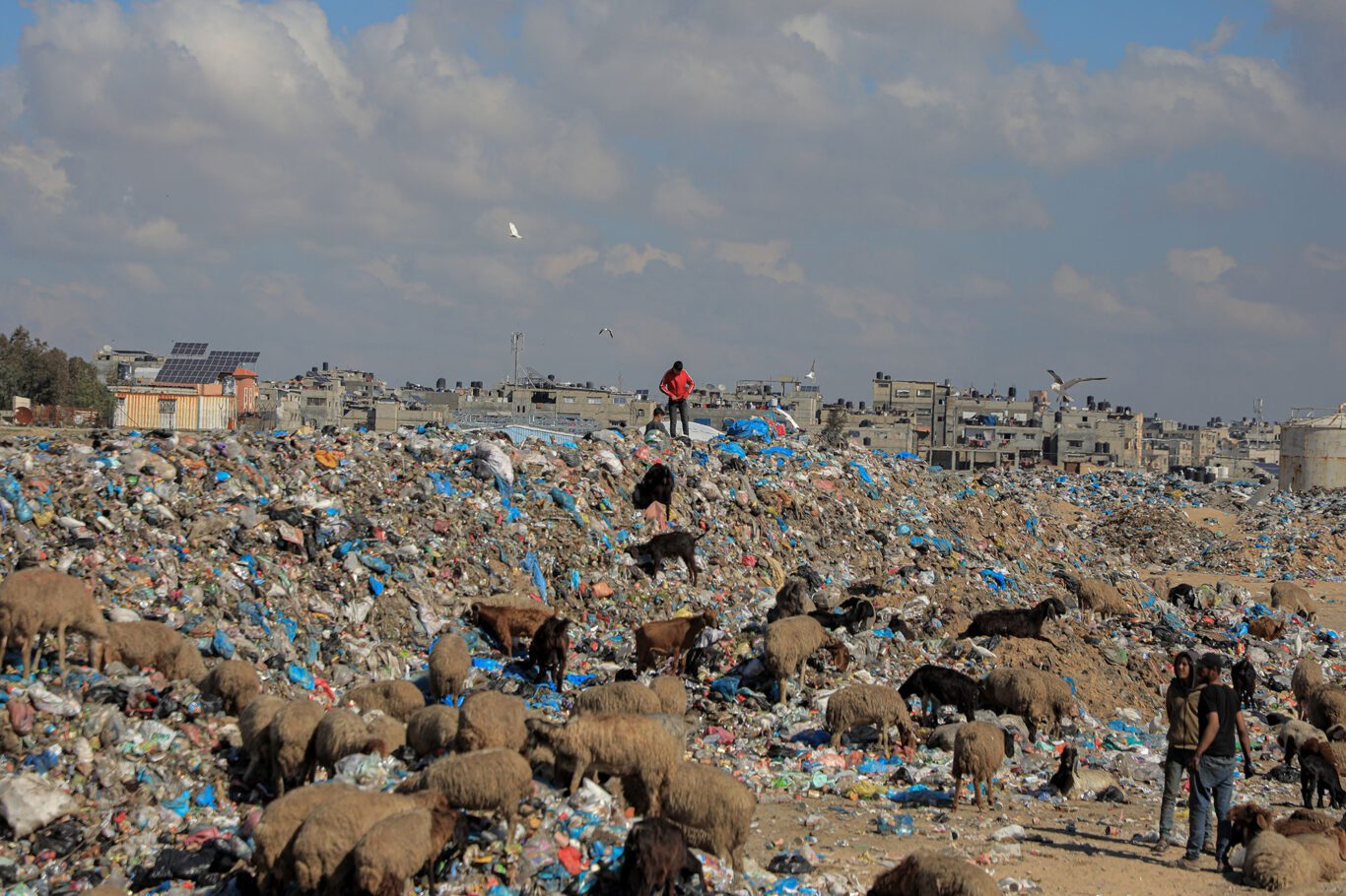 Facing the Human Cost of Ecocide: The Environmental Destruction of Gaza ...